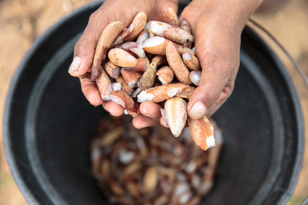 Do coco babaçu à emancipação: o poder das quebradeiras do Maranhão ...