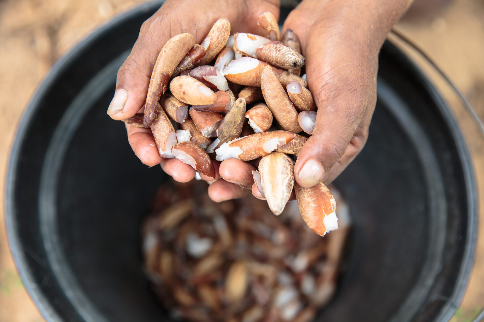 Do coco babaçu à emancipação: o poder das quebradeiras do Maranhão ...